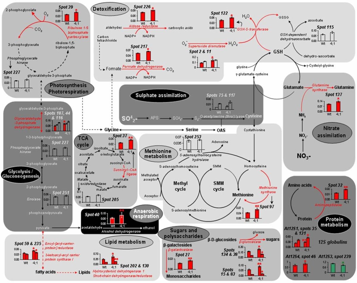 Protein Assimilation Rates: How Much Protein is Needed to Build Muscle?
